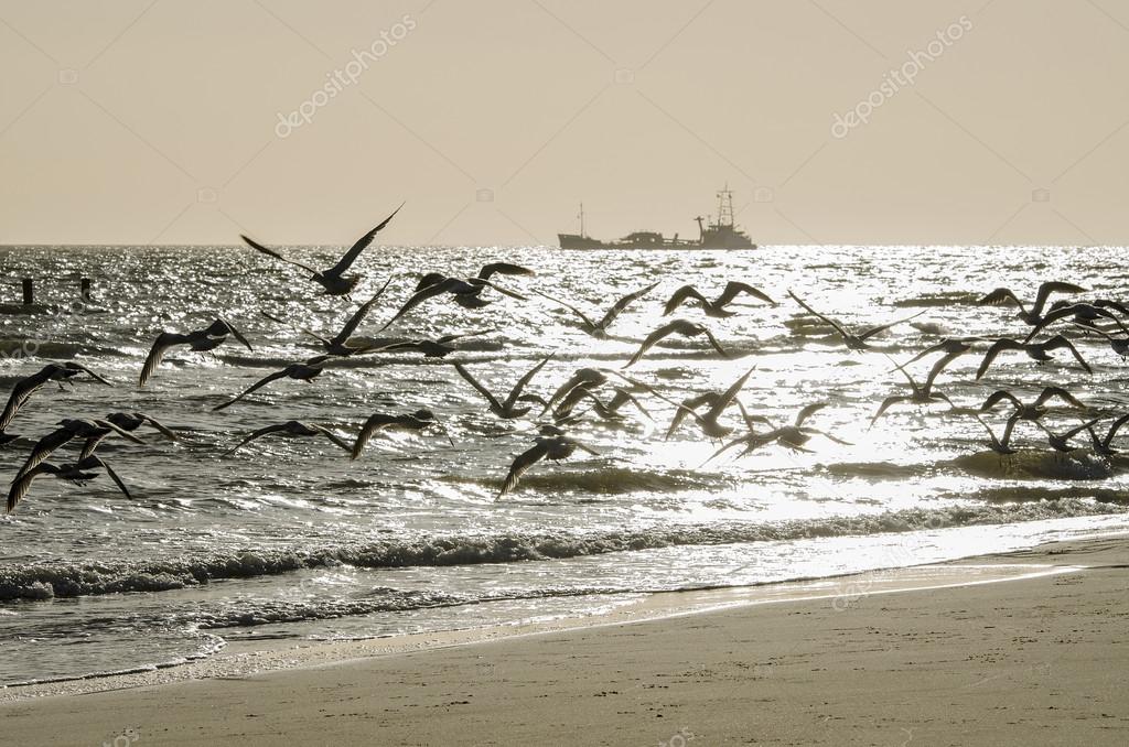 Abstract flock of birds above a beac — Stock Photo © tofotografie #96021648
