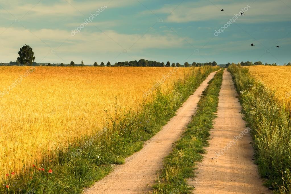 Strada di campagna tra campi di grano - Foto Stock: Foto, Immagini ...
