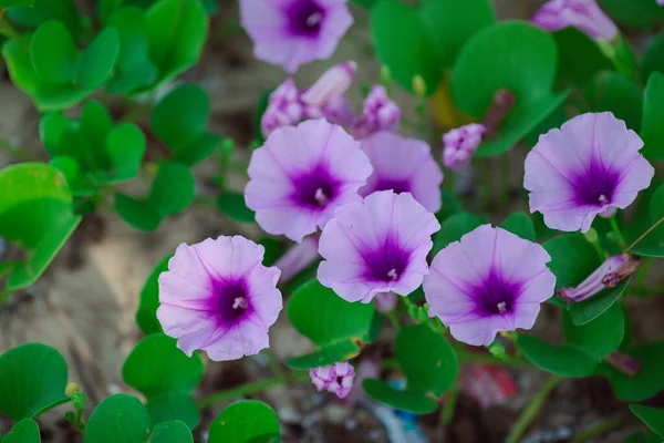 Ipomoea pes caprae, también conocida como la gloria matutina de la ...