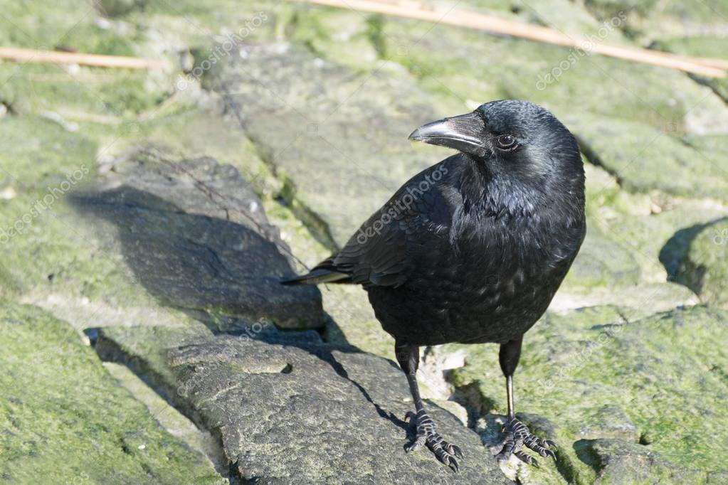Crow standing on mossy rocks Stock Photo by ©fermate 67011273