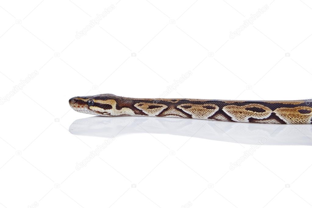 Ball Python with white background Stock Photo by ©gorkemdemir 53976453