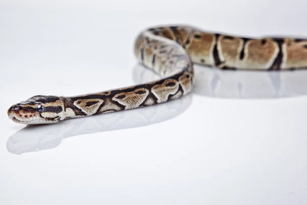 Ball Python with white background Stock Photo by ©gorkemdemir 53976695
