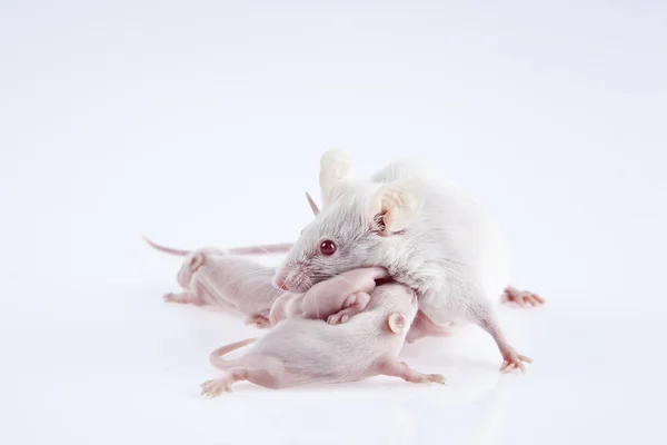 ᐈ Baby albino rats stock pictures, Royalty Free lab rat photos ...