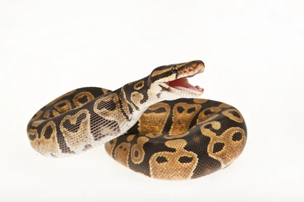 Ball Python with white background Stock Photo by ©gorkemdemir 63767533