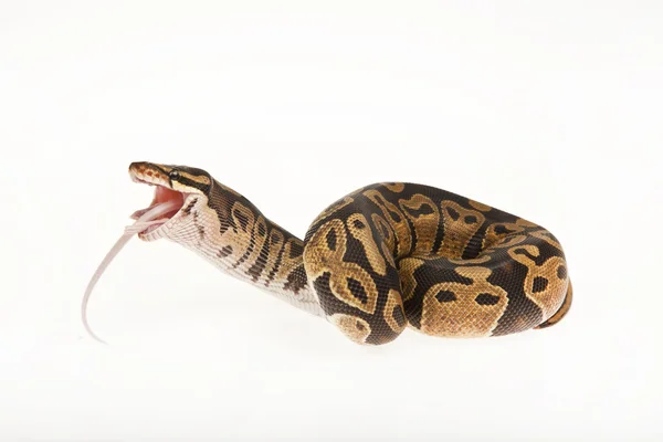 Snake eating mice Stock Photos, Royalty Free Snake eating mice Images ...