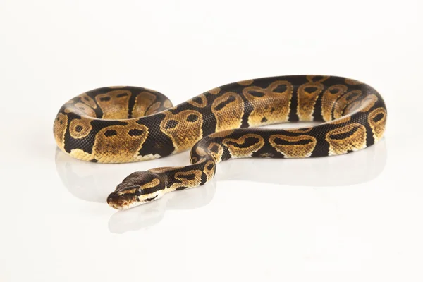 Ball Python with white background Stock Photo by ©gorkemdemir 53976453