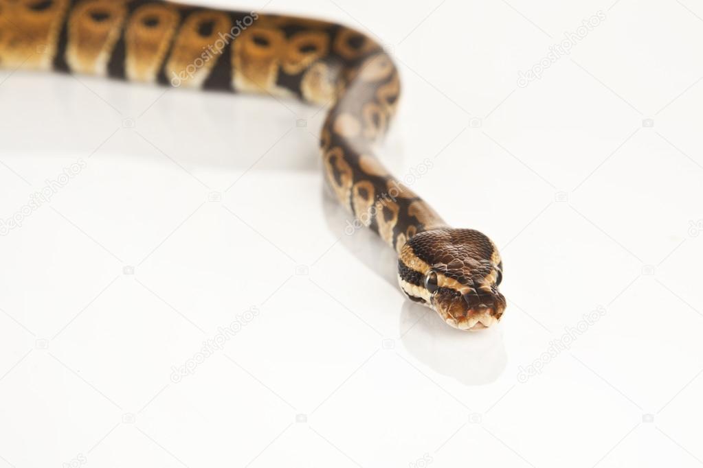 Ball Python with white background Stock Photo by ©gorkemdemir 63767533