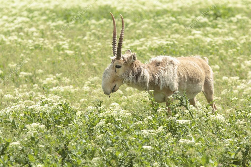 Wild Saiga Stock Photo by ©vzmaze 75341671