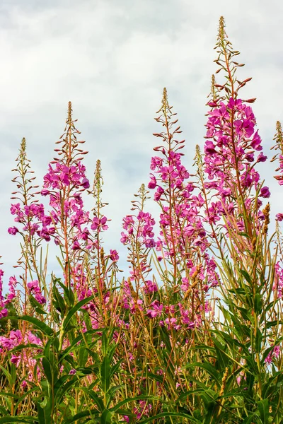 Fireweed Stock Photos, Royalty Free Fireweed Images | Depositphotos