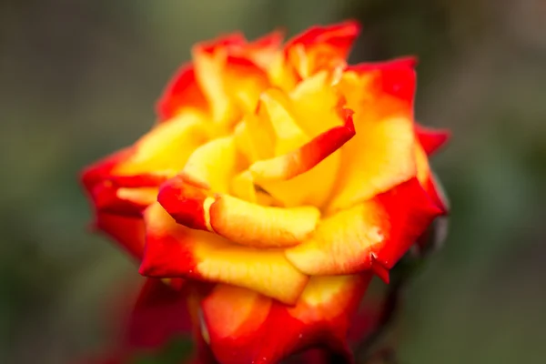 Rouge et rose jaune images libres de droit, photos de Rouge et rose ...