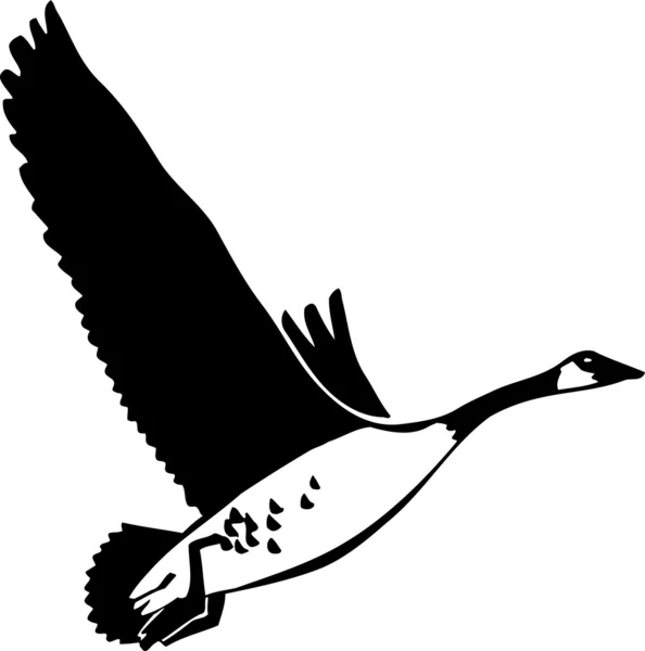 Canadian goose Vector Art Stock Images | Depositphotos