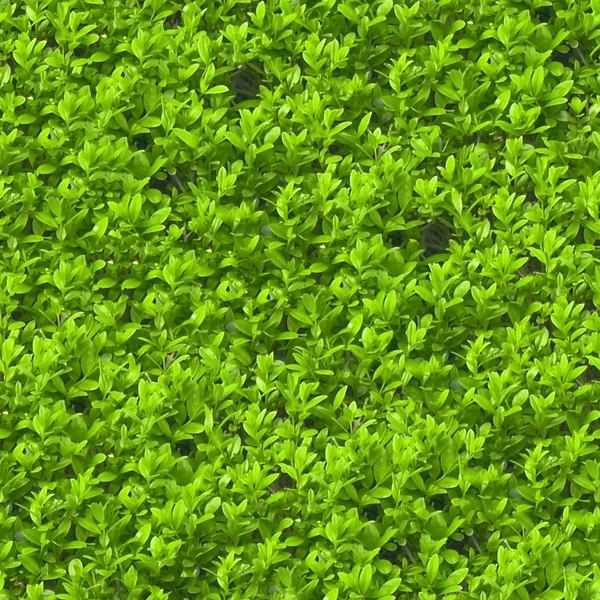 Ground Cover Seamless Texture Tile — Stock Photo ...