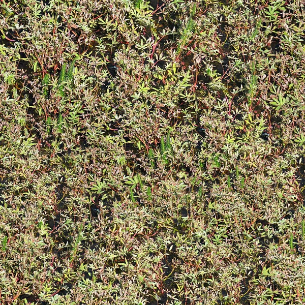 Ground Cover Seamless Texture Tile Stock Photo by ...