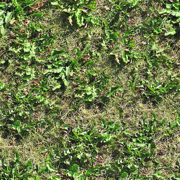 Ground Cover Seamless Texture Tile Stock Photo by ...