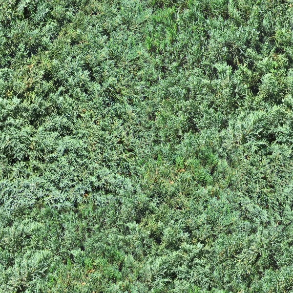 Ground Cover Seamless Texture Tile — Stock Photo ...