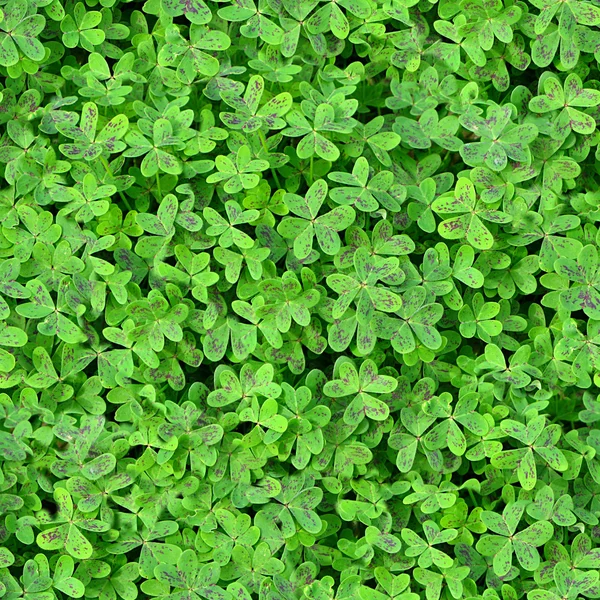 Tuile De Texture De Buisson