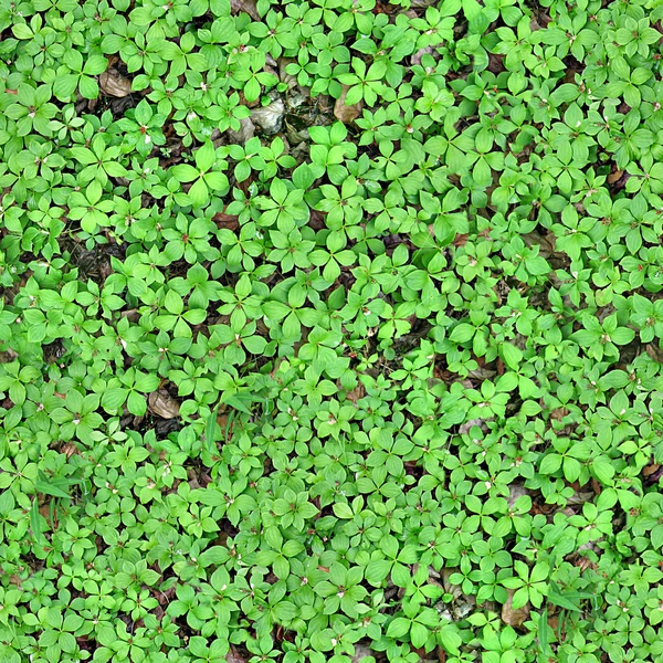 Ground Cover Plants Texture