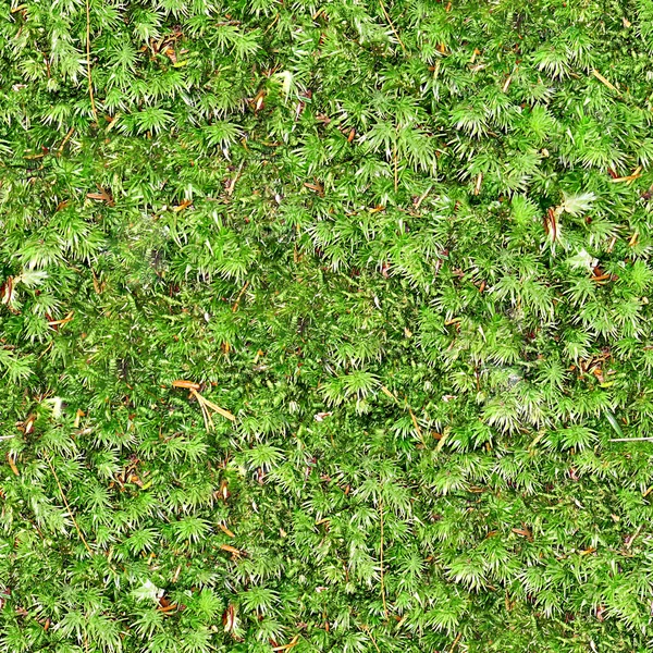 Ground Cover Seamless Texture Tile — Stock Photo ...