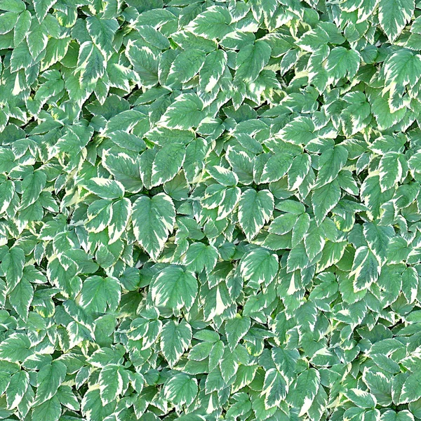 Ground Cover Seamless Texture Tile — Stock Photo ...