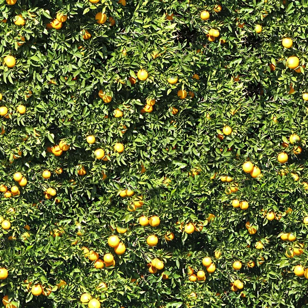 Fundo de fruticultura Stock Photos, Royalty Free Fundo de fruticultura ...