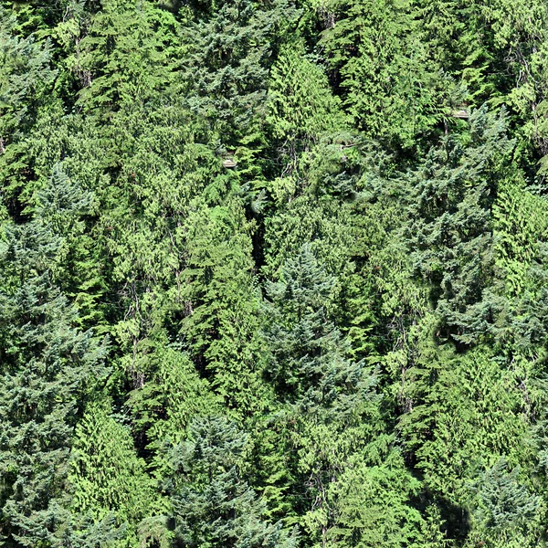 Ground Cover Seamless Texture Tile — Stock Photo ...