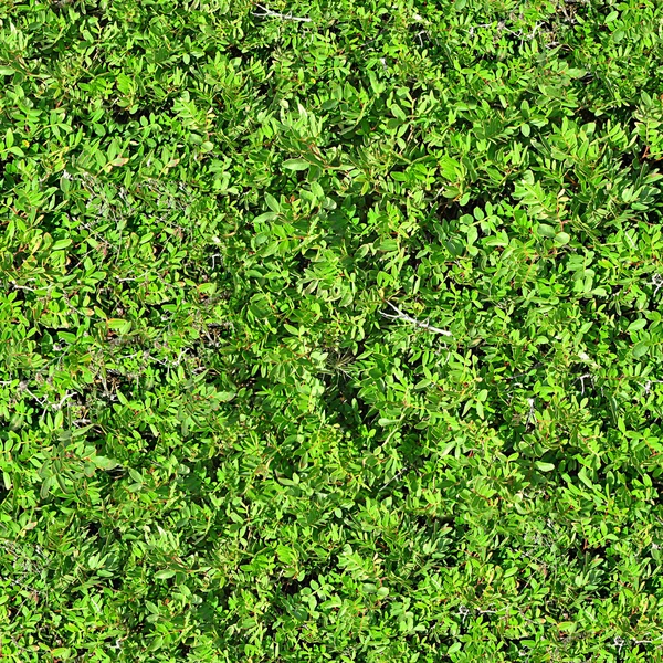 Bush Texture Tile