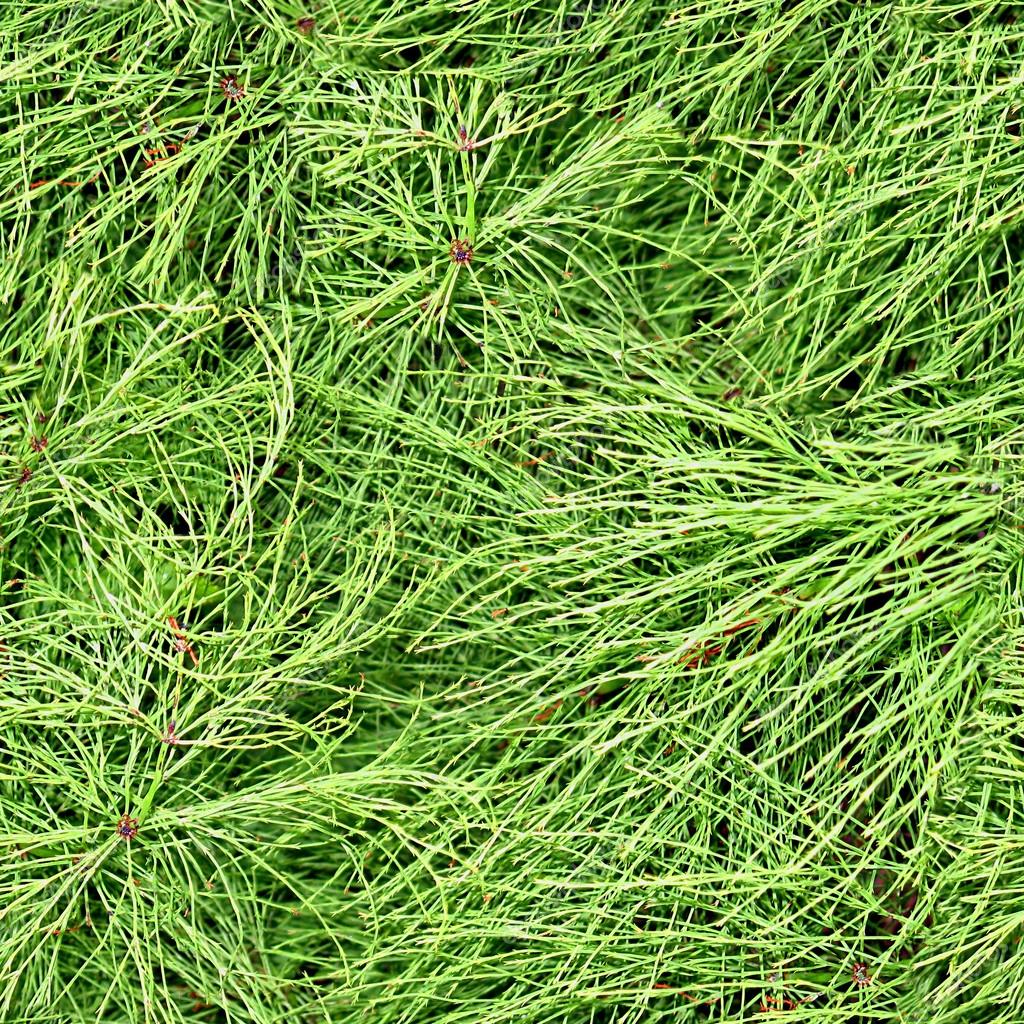 Seamless Pine Tree Texture