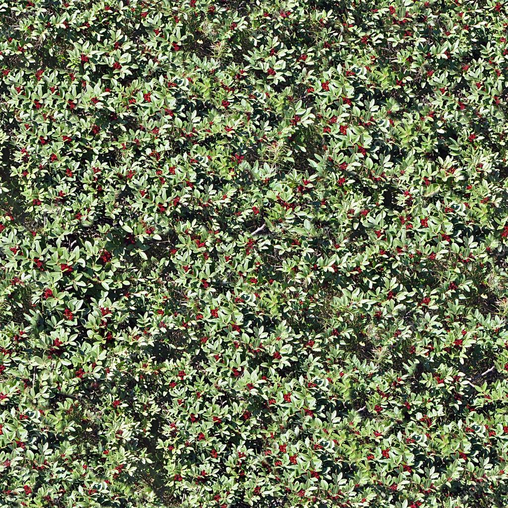 Shrub Texture Seamless