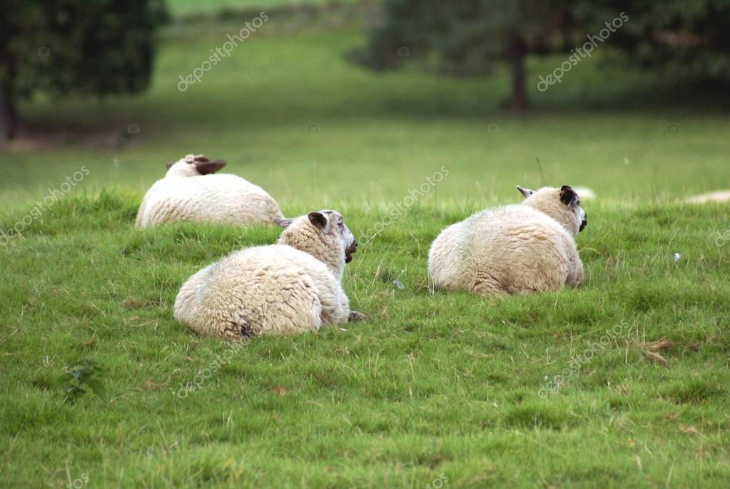 Sheep relaxing in a field — Stock Photo © rose4 #56673339