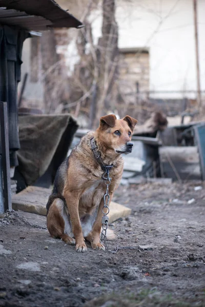 Fotos de Cachorro de favela, Imagens de Cachorro de favela sem ...
