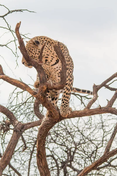 A Leopard in the dry plains of the kalahari desert in Namibia - Stock ...