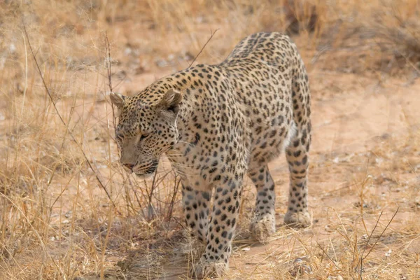 A Leopard in the dry plains of the kalahari desert in Namibia - Stock ...