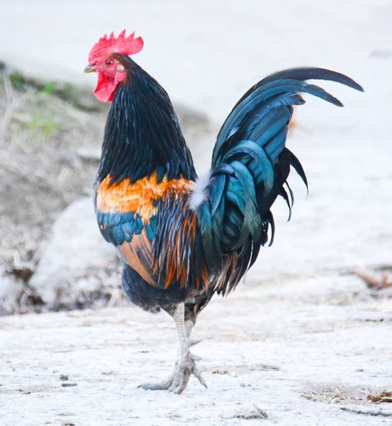 Rooster in the farmyard — Stock Photo © iacobino #182516552