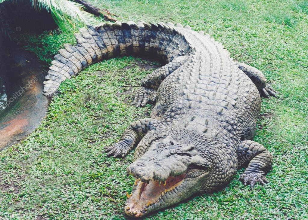 Australische Zoetwaterkrokodil