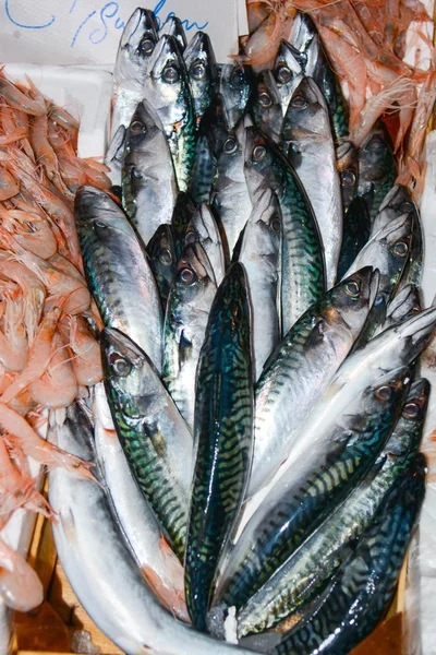 ᐈ Bluefish stock pictures, Royalty Free a bluefish images | download on ...