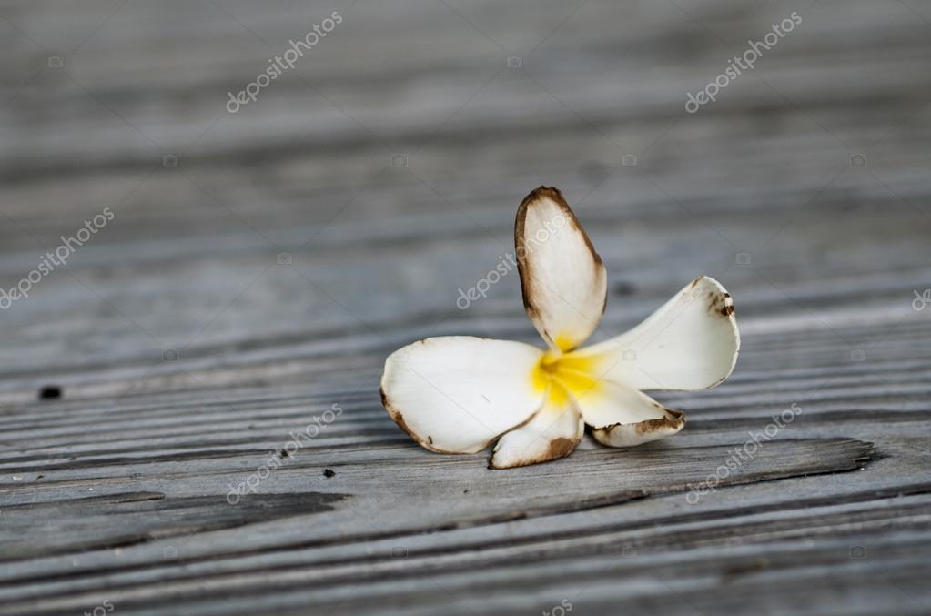 Fallen rotten flower with blurred background Stock Photo by ©benzoix ...