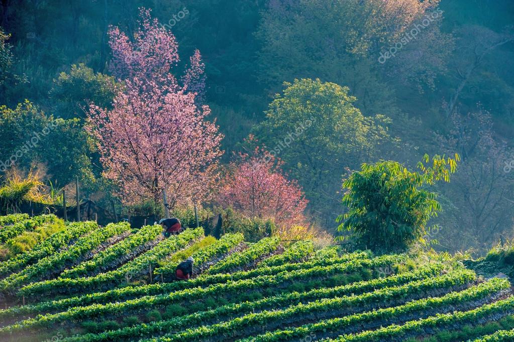 Tea plantation and Cherry blossom Stock Photo by ©thanarak 53955331