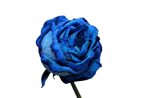 Blue rose Stock Photos, Royalty Free Blue rose Images | Depositphotos