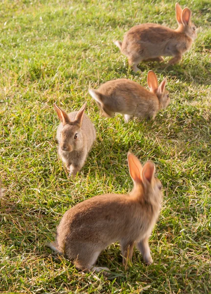 Group of rabbits Stock Photos, Royalty Free Group of rabbits Images ...