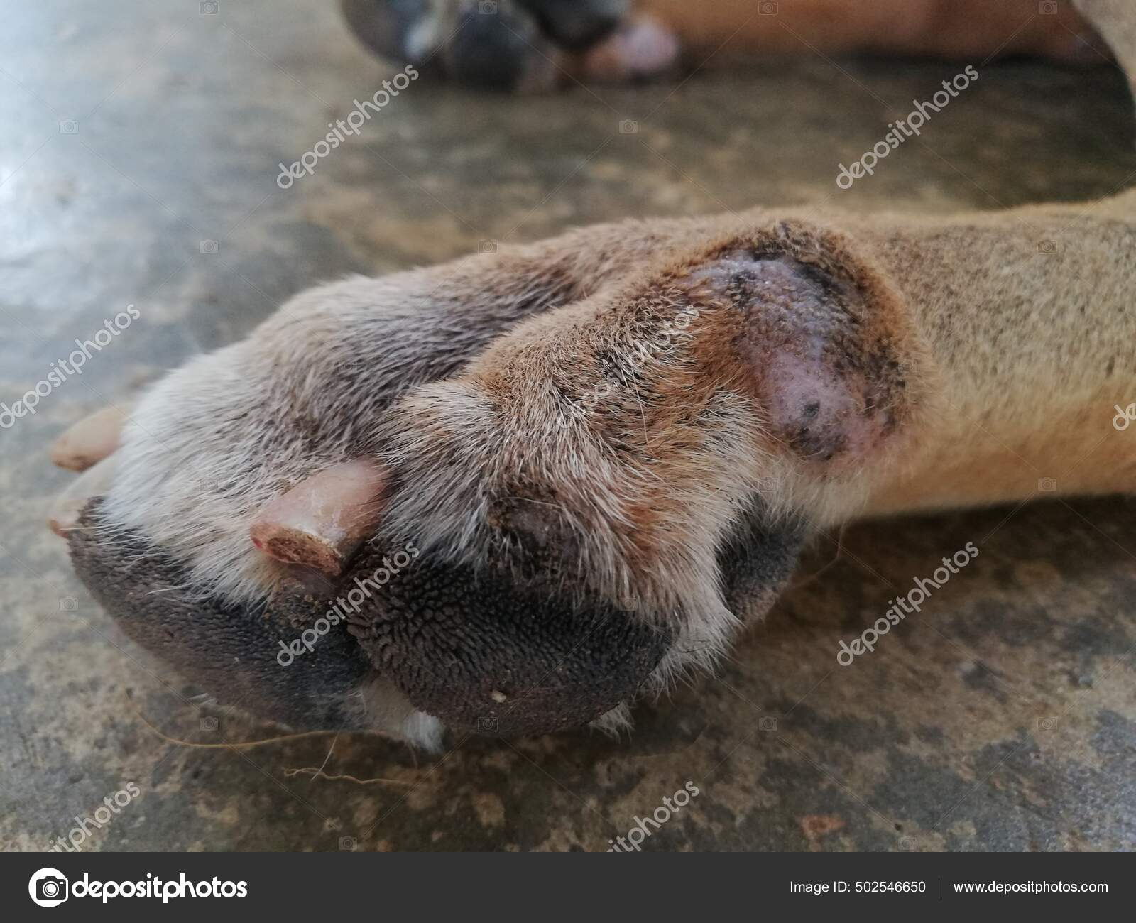 Dog Skin Problem Pet Rashes Legs Dog Dermatitis Dog Hair Stock Photo by ...