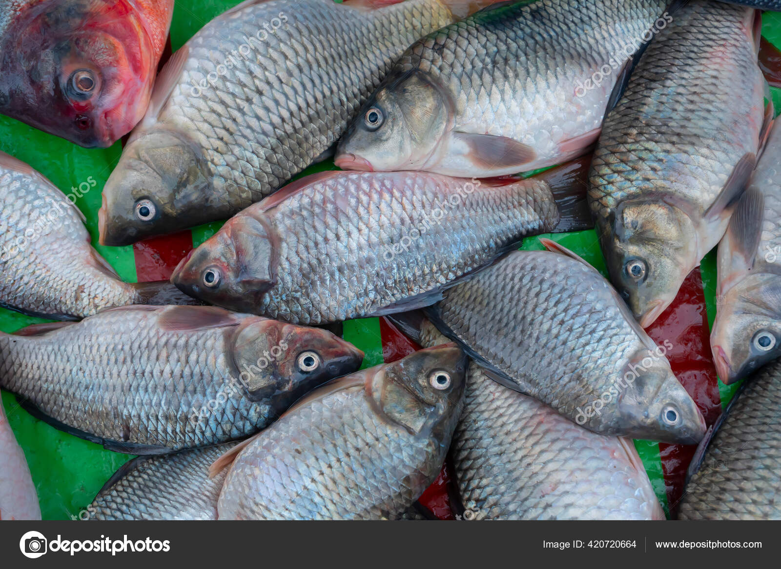 Bhetki Barramundi Late Calcarifer Lubina Asiática Pez Popular Entre Los ...