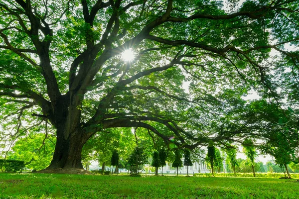 A tree Stock Photos, Royalty Free A tree Images | Depositphotos