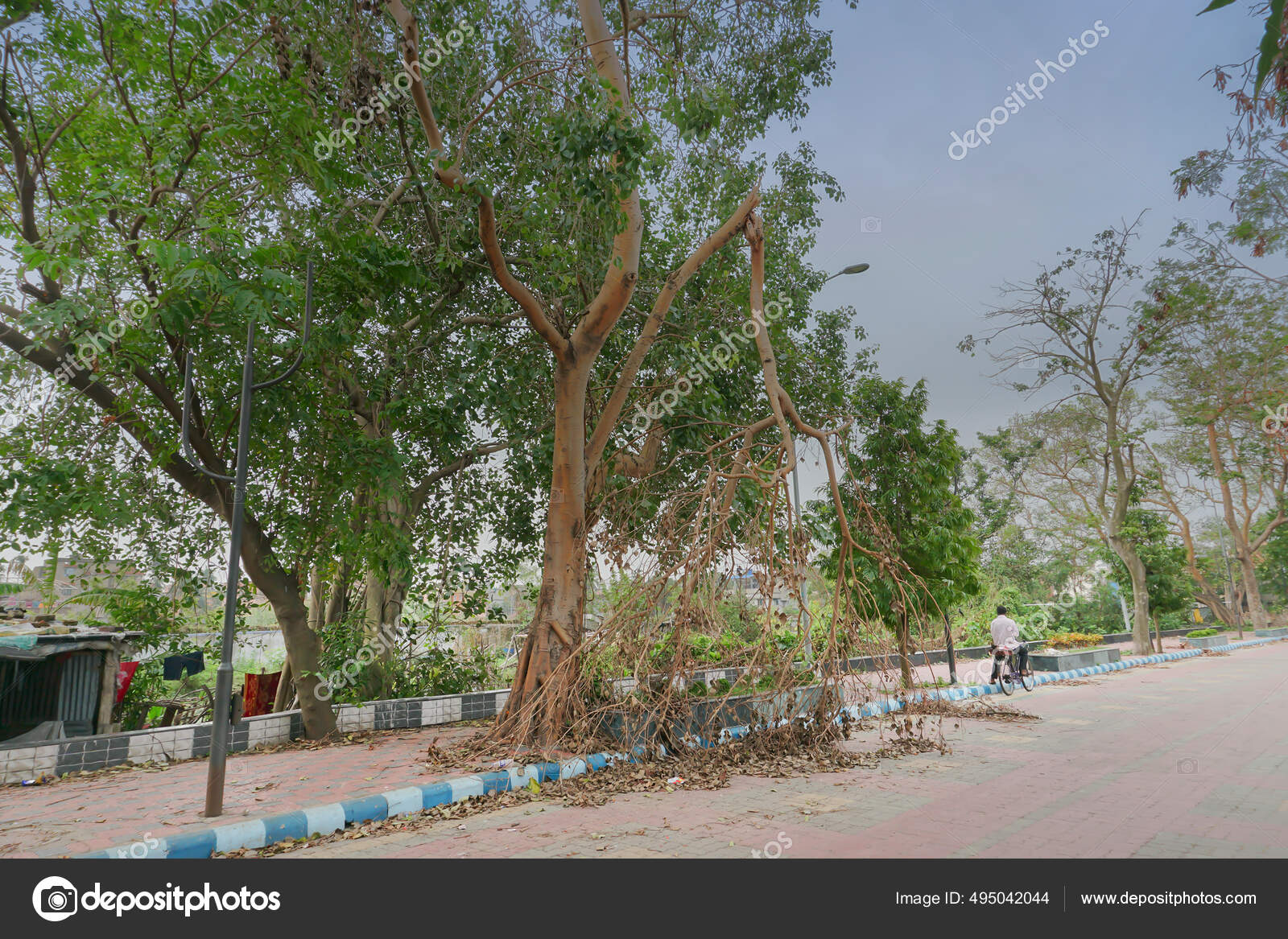 Super Cyclone Amphan Uprooted Tree Which Fell Blocked Pavement ...