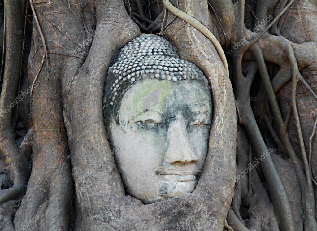 Estatua de la cabeza de Buda con raíces atrapadas en el árbol Bodhi en ...