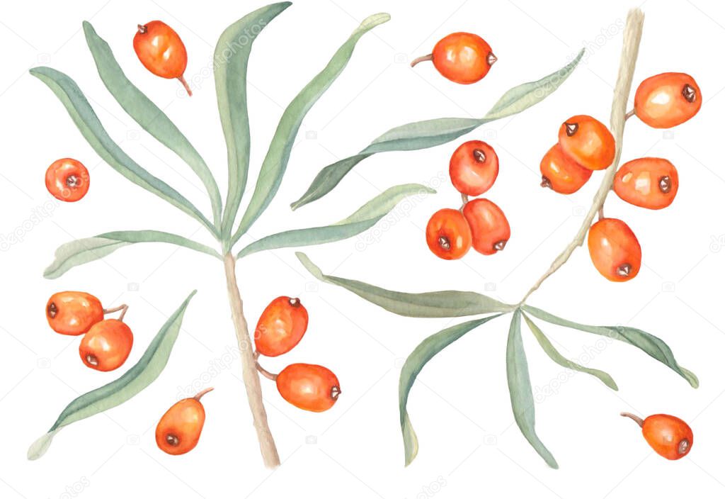 Ilustraci n de acuarela de hermoso espino cerval de mar naranja para una vida saludable y dise o ...