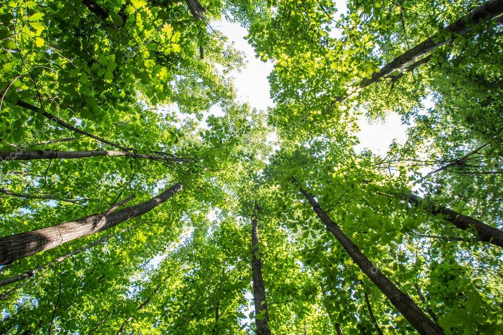 Forest trees from bellow Stock Photo by ©nikolay100 113279728