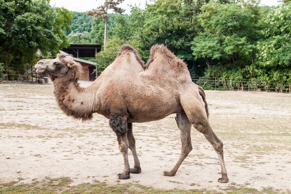 Two Humped Camel — Stock Photo © nikolay100 #53322197