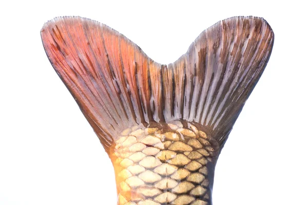 Cut off tail Stock Photos, Royalty Free Cut off tail Images | Depositphotos