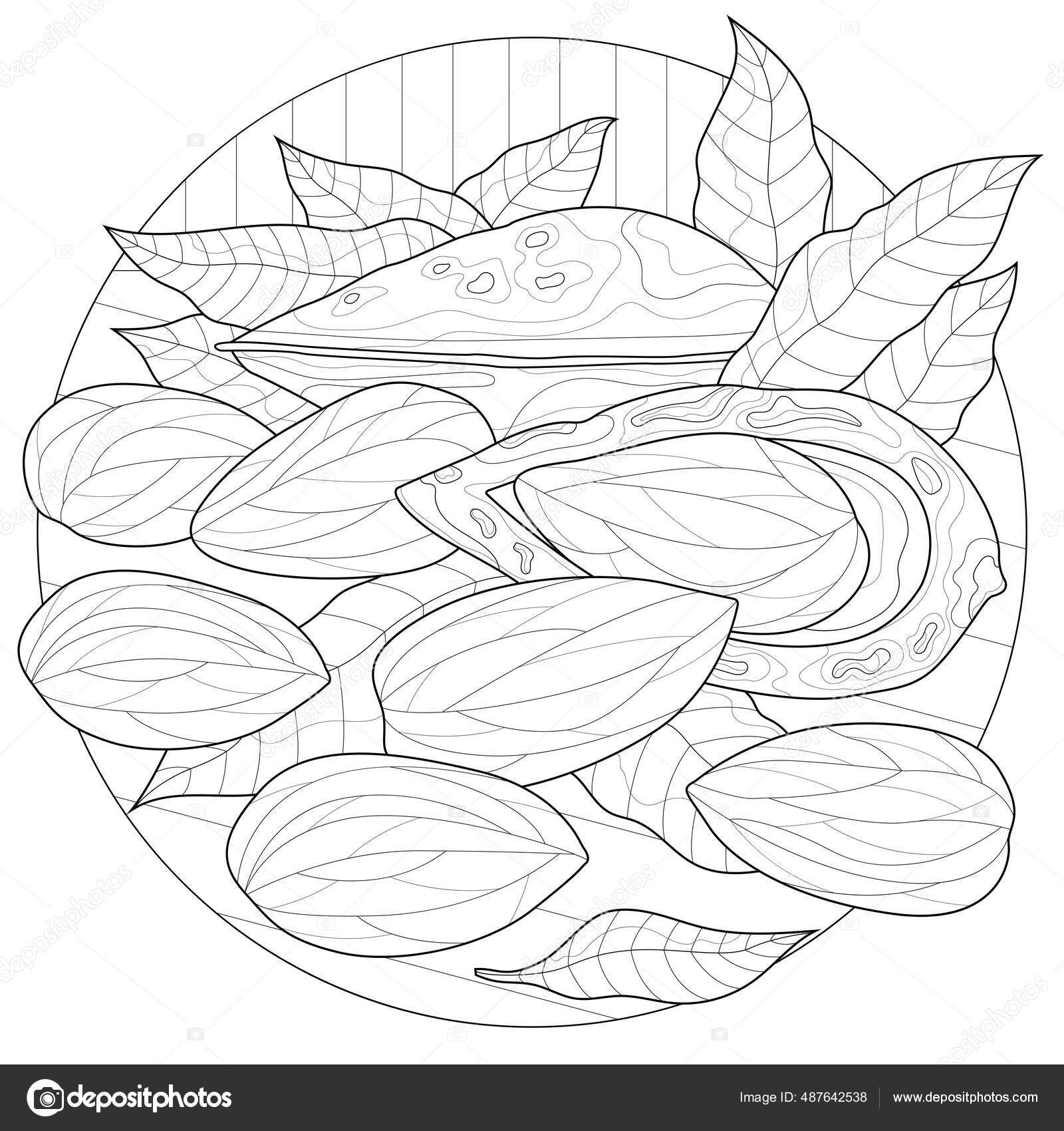 Almond Nuts Coloring Book Antistress Children Adults Illustration ...