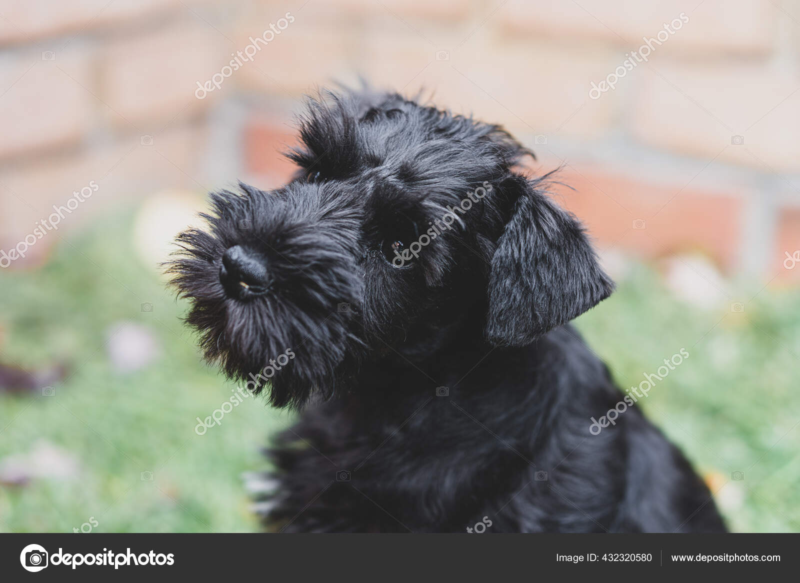Black Mini Schnauzer